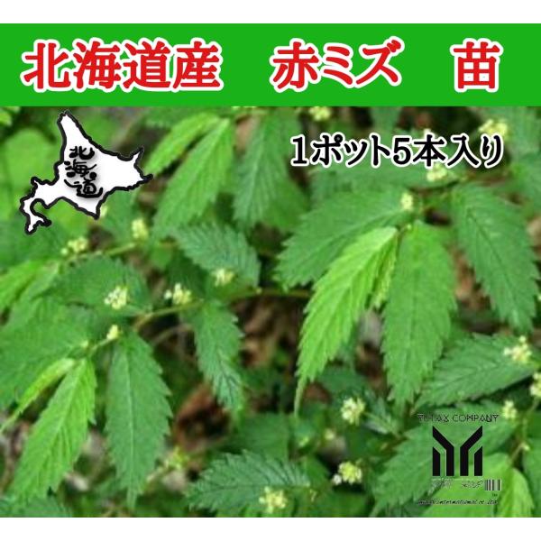 【発売日：2026年05月15日】北海道は道南地区発天然アカミズ苗成長の早いアカミズを育て株分けしどんどん増やすことができます。10株発送は鮮度を考えてクール便で翌日までに発送させていただきます発送はクール便にてアオミズと育てるのも楽しいです