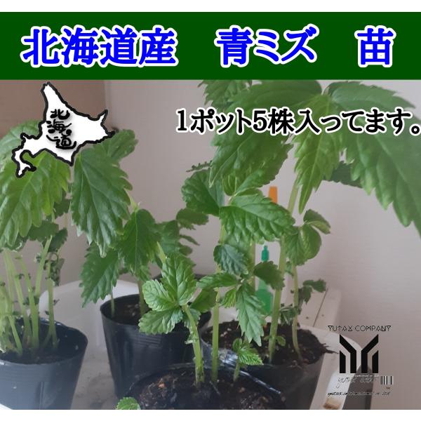【発売日：2026年05月15日】北海道は道南地区発天然青ミズ　10株貴重なアオミズを株分けしどんどん増やすことができとても育てやすいです。発送は鮮度維持を考慮しクール便にて
