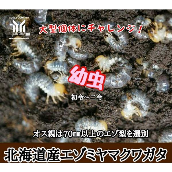 北海道道南産エゾミヤマクワガタ初令　幼虫３頭オス、メス共に大型個体を使用しておりますので飼育次第でかなり大型個体を作り上げると思います