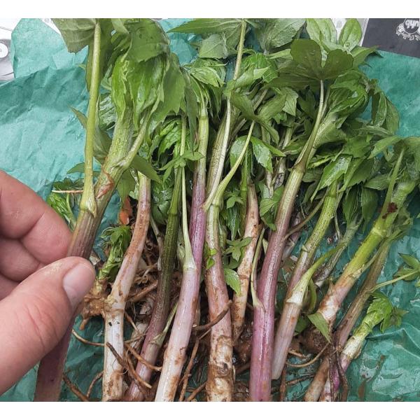 【発売日：2026年04月25日】北海道道南産天然モミジガサドーンと2kg通が好む山菜ねの女王発送は鮮度維持を考慮し冷蔵便にてお届けいたします