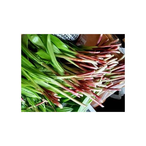 【発売日：2026年04月23日】行者にんにくはキト、プクサ、キトピロ、アイヌネギ等いろいろな呼ばれ方をします。味、効能、他の食材との相性、どれをとっても間違いなく山菜の王様です。アリシン(硫化アリル）をたくさん含んでおり、固まった血液を溶...