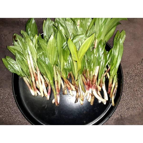 【発売日：2026年04月23日】行者にんにくはキト、プクサ、キトピロ、アイヌネギ等いろいろな呼ばれ方をします。味、効能、他の食材との相性、どれをとっても間違いなく山菜の王様です。アリシン(硫化アリル）をたくさん含んでおり、固まった血液を溶...