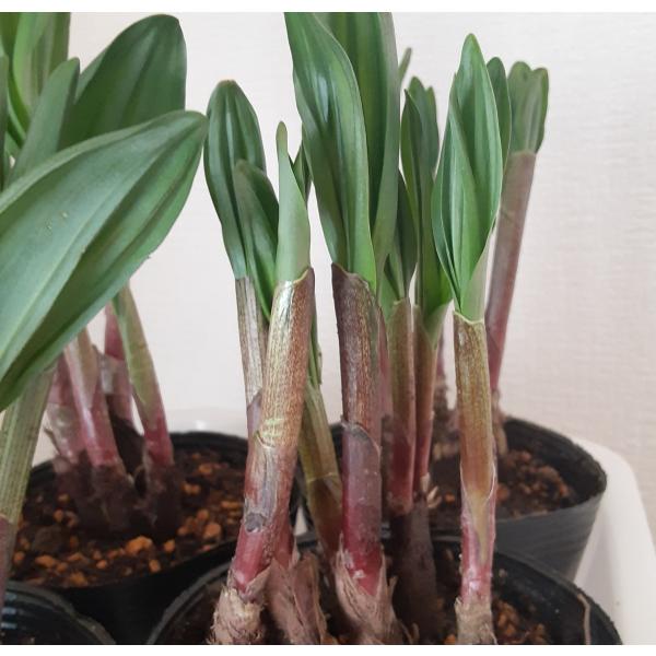 【発売日：2026年04月25日】北海道道南地区桧山産より8年ものの極太株　３，４，５枚葉も入る場合があります。8年ものはかなり貴重ですのでなくなり次第終わりになります。来年からは毎年極太の行者にんにくが生えてきて株分けをしどんどん増やして...