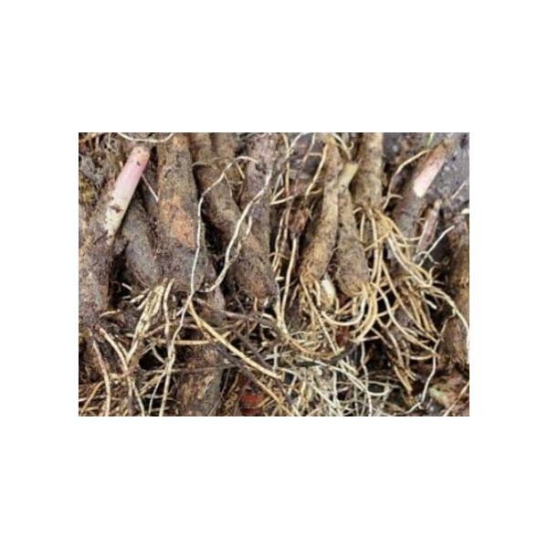 北海道道南産行者ニンニク　苗　通常ですと３月初めには芽がでてきて末には収穫できます。毎年、収穫でき根分けし増やしていくのも楽しいです６０サイズのBOXにて発送させていただきます