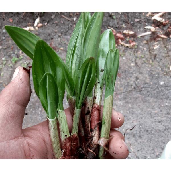 【発売日：2026年04月10日】北海道道南産天然ギョウジャニンニク　１kg　かなりの量ですので余ったり保存する場合は冷凍してくださいできる限り太くてあまり葉の開いてないギョウジャニンニクを選別します時期によりギョウジャニンニクの大きさがか...