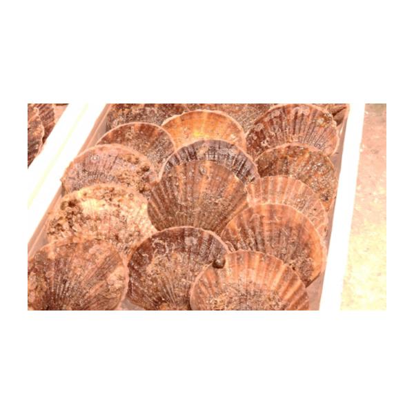 【発売日：2026年01月08日】■地撒きと違い非常に型の良いホタテが特徴ですので贈り物に最適です。新鮮獲れたてのホタテなので、お刺し身はもちろん、帆立ご飯、ホタテバター焼等様々な楽しみ方ができます。■原産地：北海道　知内町■内容量：ホタテ...