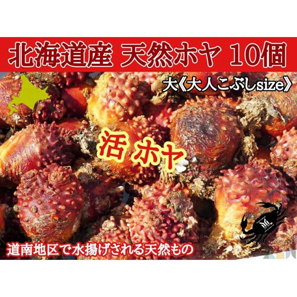内容量　ホヤ　10個　大人の拳より一回り大きなホヤになります原産地　北海道知内産ご注文を受けてから漁師さんに依頼をするので海の状態が悪い、天候が悪く船がだせないなどの場合、発送に２，３日かかってしまう場合があります賞味期限　到着日より5日前...