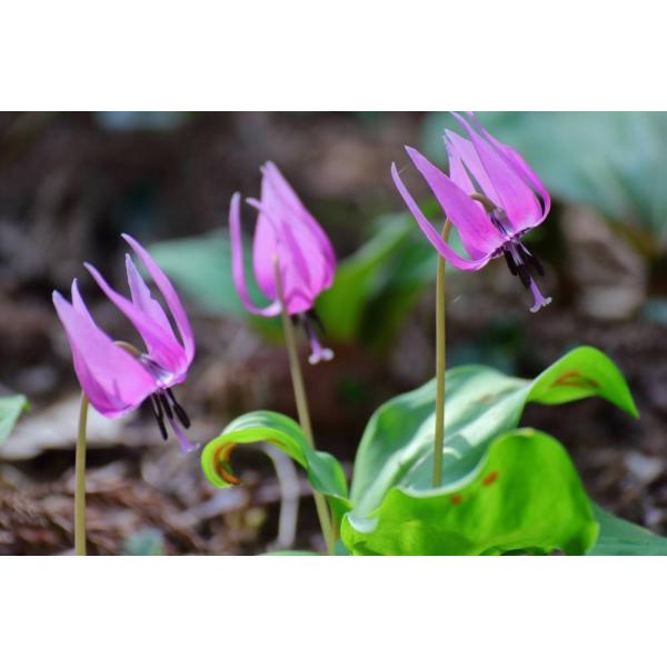 【発売日：2026年04月10日】その名前の通り、片栗粉が取れる植物としても知られ、球根は良質のデンプンを多く含んでいる。カタクリの生態は実にひたむきで、応援したくなるような生き方をしている。ブナ林などの落葉樹林の林床で、冬の間は落ち葉の下...