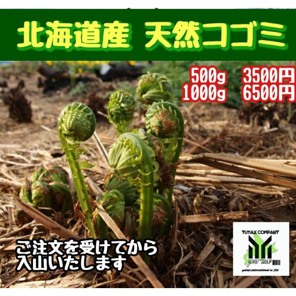 【発売日：2026年04月25日】北海道の南、木古内町で採取される天然コゴミ。新鮮なものをお届けするためご注文を受けてから入山いたします。尚、できるだけ早く発送いたしますが台風、大雨時は１日遅れる場合がありますのでご了承ください。