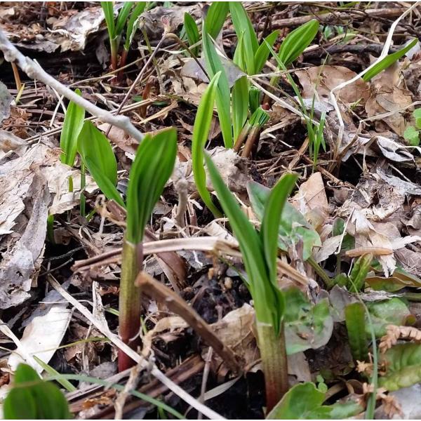 北海道産行者ニンニク　苗　４年もの　10株４年ものですので家庭菜園としじっくり育てることができ、株を増やしていくのも楽しいです
