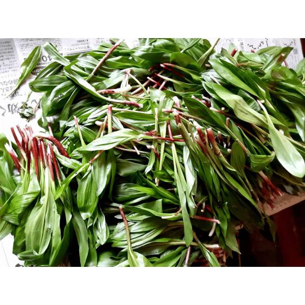 北海道厚沢部より初採り　行者にんにくご注文を受けてから入山いたしますのでとても新鮮です。