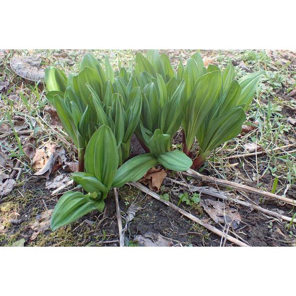 【発売日：2026年04月23日】行者ニンニクは生育スピードが非常に遅く、種をまいてから1年以上経ってようやく発芽します。よって、なるべく早く収穫したい場合は、苗から植えるのがおすすめです。行者ニンニクの植え付け時期は、地域によって異なりま...