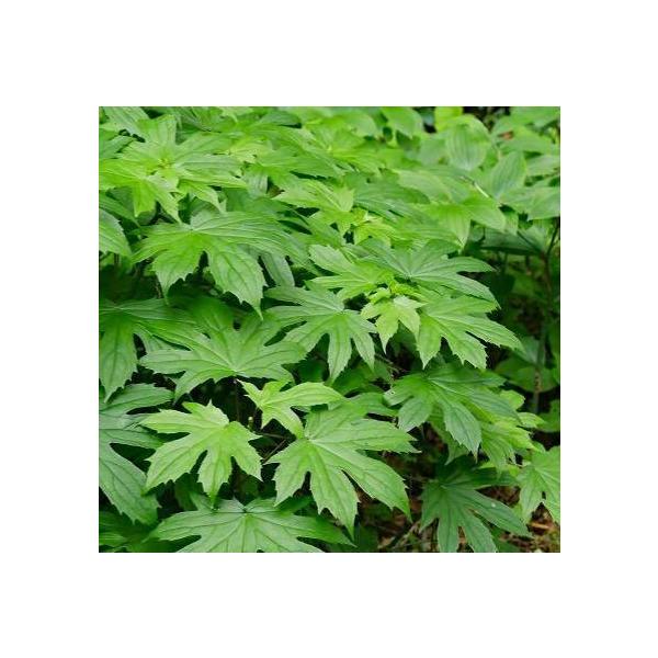 【発売日：2026年04月30日】北海道産の天然シドケの苗です。採取したシドケの苗を水、もしくは鉢に植え２，３日様子を見て元気そうな苗を送らせていただきます。到着時、一部の葉が黒ずんだりする場合がありますが根は元気ですのですぐに脇から新芽が...