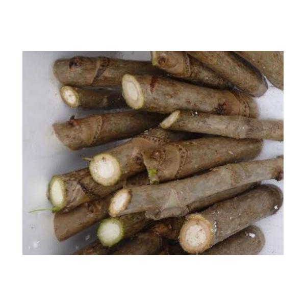 【発売日：2026年03月10日】若いタラノキの芽は先端からしかほとんど出てこないが、それが採られると、その次にある芽の元にスイッチが入って育ちだす。その性質を利用して、芽の位置に合わせて5〜10センチほどにカットすれば、それぞれが芽吹き、...