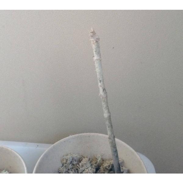 【発売日：2026年04月30日】北海道産　天然タラの木根付きです。裏山でタラの木が大量に増え初めたので約50本間引きました。タラの木は根からどんどん芽が出て一本の木から何本も生えてきます。タラの木を栽培したい方、北海道産の強いタラの木を栽...