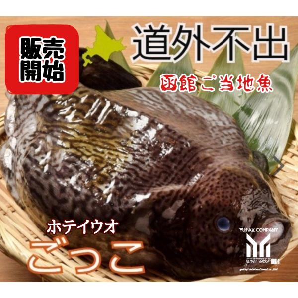 函館名物ゴッコ　ホテイウオオス　1〜1.5kgコラーゲンたっぷりのゴッコはお鍋、汁物、唐揚げなどこの時期道産子に大変人気な魚です。捌く際、ぬめりがあります。ぬるま湯でぬめりを取ってから調理してください。調理方法、捌き方、レシピなどはネットに...