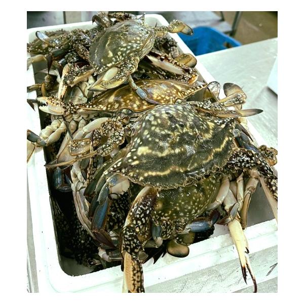 【発売日：2026年01月05日】北海道道南産　天然ワタリガニ　メス　内子入り5kg　1杯250〜500g　12〜20杯中〜特大のワタリガニですのでケジャンはもちろんですが焼き、蒸しにも適しており食べ応えがあります。水揚げされたワタリガニを...