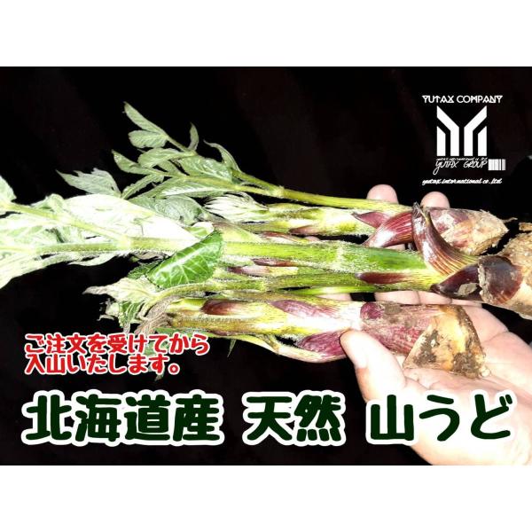 【発売日：2026年05月05日】北海道木古内町産の完全天然物山ウドです。天然山うど　シーズン到来。ハウス栽培とは全く味がことなり山菜の風味が絶品です。■原材料/北海道木古内町産山ウド■内容量/5本■保存方法/要冷蔵■賞味期限/冷凍保存で1...
