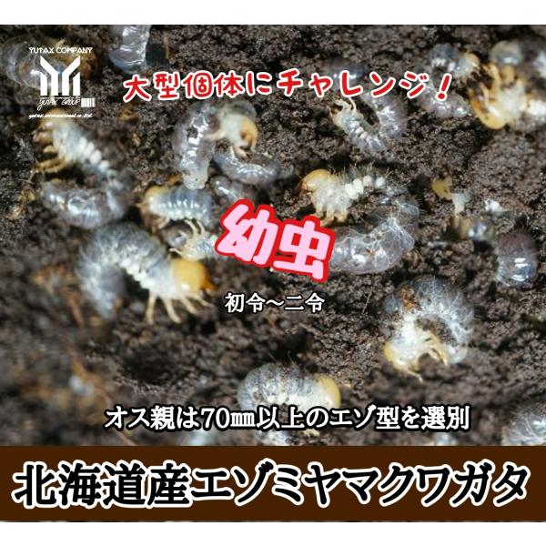 【発売日：2024年08月30日】北海道道南産親は全て70mm以上のエゾ型のミヤマクワガタです。プリンカップにて個別発送いたします。