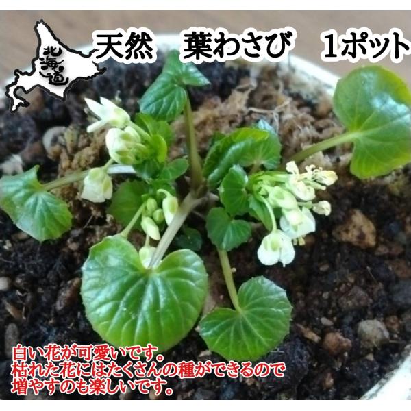 【発売日：2026年03月10日】北海道道南産天然葉わさび　1ポット毎年3月に白い可憐な花を咲かせ種もたくさんとれます。葉、花、根全て食べれます。土植え、水耕栽培ともに元気にそだちますが水耕の株はかなり大きくなるようです。
