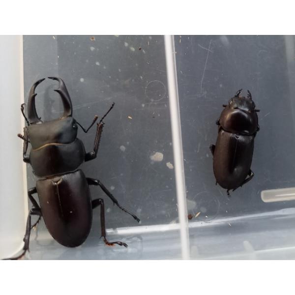 北海道道南産天然コクワガタ　ペアオス　48mmメス　フリーサイズですがなるべく大型な個体を選別いたします。サービス付き　メスをサービスハルニレ樹液採取より大型なコクワガタをつくるため繁殖にいかがでしょうか発送はクール便ですので死着の恐れがな...