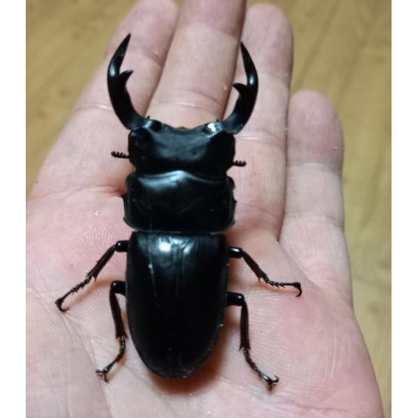 北海道道南　木古内町産天然オオクワガタ　オス　58mm灯火採取木古内町でのオオクワガタ採取は二回目になりオスは初めてゲットできました。北海道では厚沢部町や上ノ国町がオオクワガタの産地で知られていますが木古内町はかなりレアな産地だと思います。...
