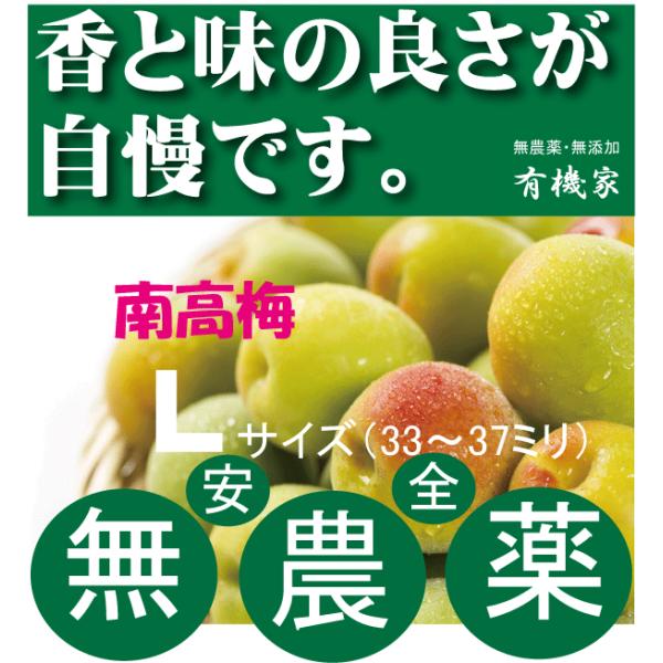 【注】今年の王隠堂の梅は残念ながらヒョウ（氷の粒）の害にあってしまい小傷がついています。ご了承の上お求めください。６月下旬ごろ発送開始●Ｌサイズ （約33ミリから37ミリ）○品名：青梅梅干し用（南高梅）○内容量:１ｋｇ○販売者：奈良県 王隠...