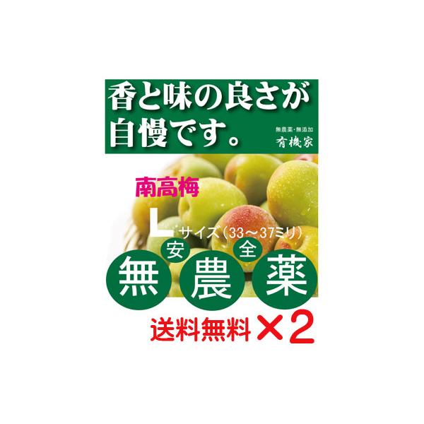 ６月下旬ごろ発送開始●Ｌサイズ （約33ミリから37ミリ）○品名：青梅梅干し用（南高梅）○内容量:１ｋｇ×２○販売者：奈良県 王隠堂農園写真はイメージです。