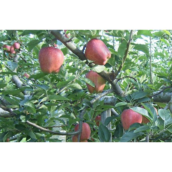 【発売日：2026年01月09日】※冷蔵庫保存がおすすめです。ふじの様に果肉が固い品種ではありませんので、固いりんごがお好みの場合は12月から出荷される「ふじ」がお勧めです。◆酸味と甘みのバランスが良いジョナゴールド。竹嶋さんが農薬に頼らな...