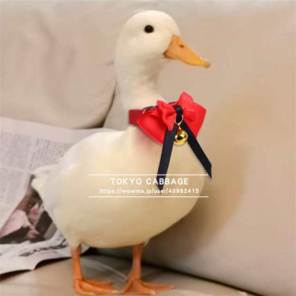 鶏用首飾り　にわとり　カモ首輪　カモリード　アヒル首輪首飾り　カモ用飾り　カモグッズ　カモ散歩首飾り　ペット首飾り　ペットグッズ　小型犬リード　首飾り小動物グッズ　鶏用首飾り　カモ用首飾り
