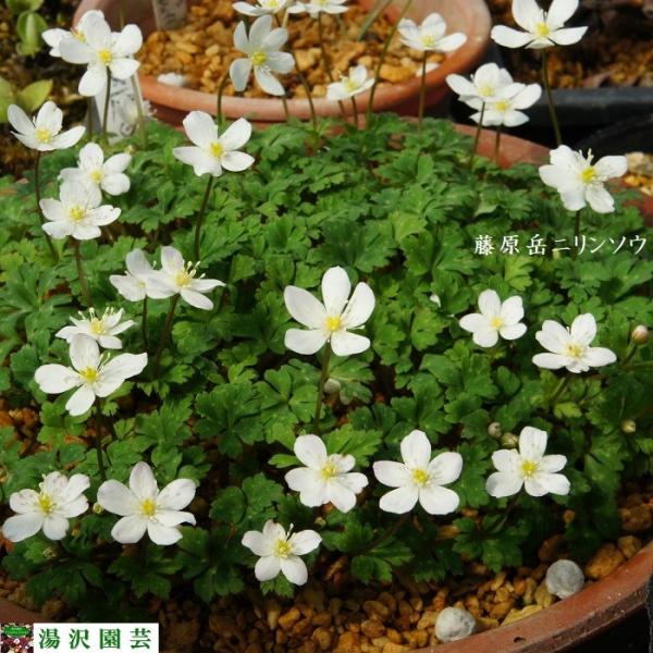 7月中旬以降〜4月末までは休眠期のため地上部はございません。鈴鹿山系藤原岳原産学　名 ： Anemone flaccida 'Fujiwara Dake'栽培のポイント※北海道で栽培した場合花　期 ： 5〜6月草　丈 ： 2〜5cm日　照 ...