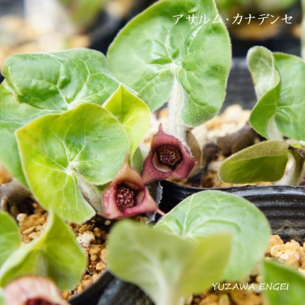 北東アメリカ原産杏色の花、花や茎に毛が多いCanada Wild Ginger学　名 ： Asarum canadense栽培のポイント※北海道で栽培した場合花　期 ： 5月草　丈 ： 5〜10cm日　照 ： 日陰耐寒性 ： 中※休眠期の発...