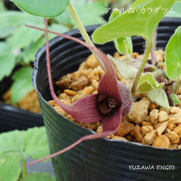 北米西部、オナガカンアオイのようにガクの裂片3枚が長く尾状に伸びることから、long-tailed wild gingerとも呼ばれる。学　名 ： Asarum caudatum栽培のポイント※北海道で栽培した場合花　期 ： 5〜6月草　丈...