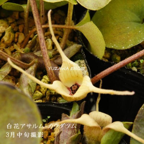 北米西部、オナガカンアオイのようにガクの裂片3枚が長く尾状に伸びることから、long-tailed wild gingerとも呼ばれるアサルム・カウダツムの白花（クリーム色）品種。学　名 ： Asarum caudatum 'Album'栽...