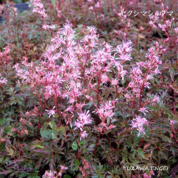 アカショウマの変種で屋久島固有種学　名 ： Astilbe thunbergii var. terrestris栽培のポイント※北海道で栽培した場合花　期 ： 5〜6月草　丈 ：5〜10cm日　照 ： 日当たり耐寒性 ： 強