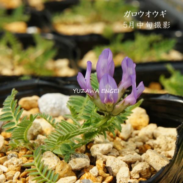 仮称狩場山周辺、ガロウの滝付近で発見されたクロガクモメンヅルといわれている学　名 ： Astragalus danicus栽培のポイント※北海道で栽培した場合花　期 ： 5月草　丈 ： 5〜7cm日　照 ： 日当たり耐寒性 ： 強※休眠期の...