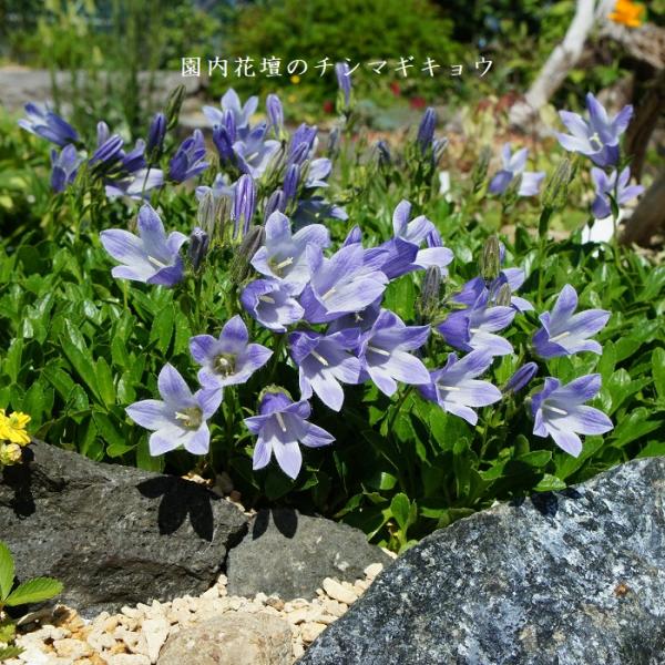 学　名 ： Campanula chamissonis栽培のポイント※北海道で栽培した場合花　期 ： 5〜6月草　丈 ： 5〜10cm日　照 ： 日当たり耐寒性 ： 強※休眠期の発送の場合、地上部はございません。
