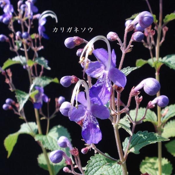 葉に触ると特有の匂いがある茶席の花として人気が高い学　名 ： Caryopteris divaricata栽培のポイント※北海道で栽培した場合花　期 ： 8月草　丈 ： 40〜60cm日　照 ： 日当たり耐寒性 ： 強※休眠期の発送の場合、...