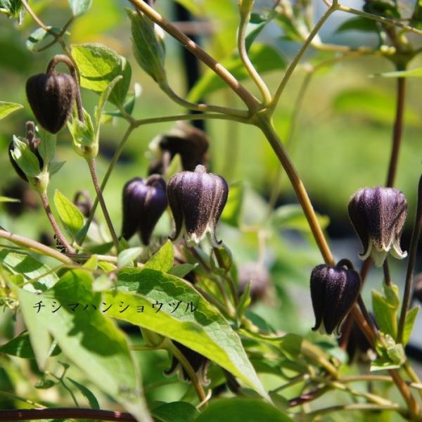 8月中旬以降の発送は伸びてツルになった部分をカットして発送させていただきます。※開花まであと数年かかります。別名クロバナハンショウヅル、下向きに黒紫色の花を咲かせる。冬季は宿根するクレマチス。学　名 ： Clematis fusca栽培のポ...
