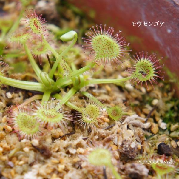 日本の食虫植物を代表する植物の一つ。北海道産学　名 ： Drosera rotundifolia栽培のポイント※北海道で栽培した場合花　期 ： 6月〜7月草　丈 ： 2〜3cm日　照 ： 日陰耐寒性 ： 強※休眠期の発送の場合、地上部はござ...