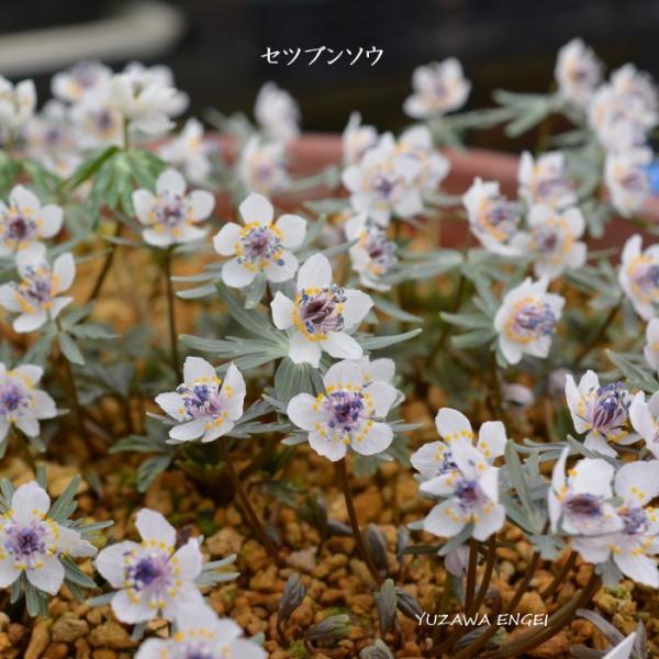 ※4月〜翌年1月頃まで休眠期で地上部はございません。9cmポット1球入れ学　名 ： Shibateranthis pinnatifida栽培のポイント※北海道で栽培した場合（通年温室内にて栽培しています）花　期 ： 2月草　丈 ：5cm程度...
