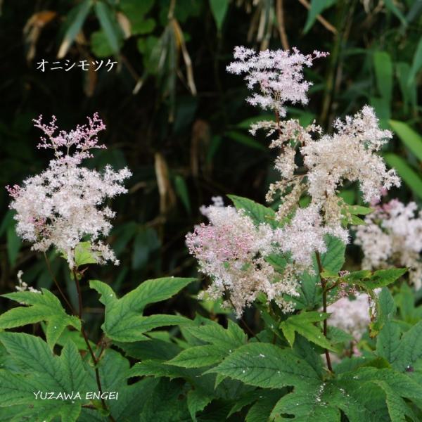 茶席の花近年、ガーデニングに人気学　名 ： Filipendula camtschatica栽培のポイント※北海道で栽培した場合花　期 ： 6〜7月草　丈 ： 1〜2m日　照 ： 日当たり耐寒性 ： 強※休眠期の発送の場合、地上部はございません。