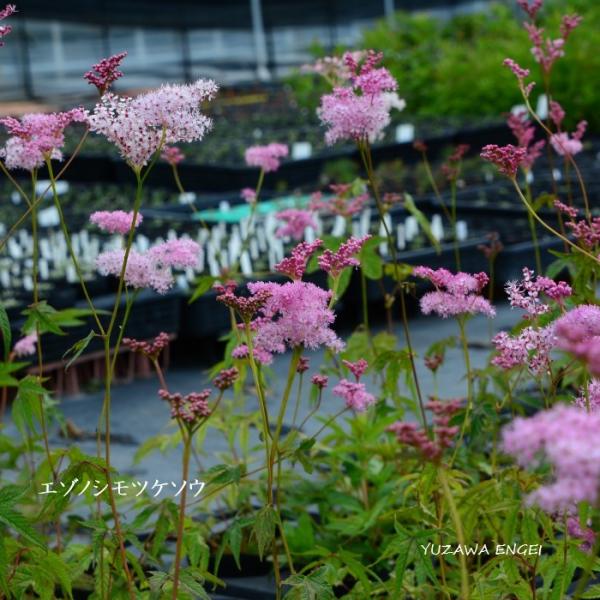 北海道日高地方産、ピンク花学　名 ： Filipendula glaberrima栽培のポイント※北海道で栽培した場合花　期 ： 4〜5月草　丈 ： 5cm〜10cm日　照 ： 日当たり耐寒性 ： 強※休眠期の発送の場合、地上部はございません。