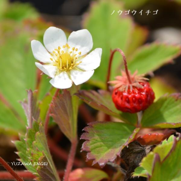 岐阜県の能郷にちなむ名。甘くて美味しい実がなる当園で販売している植物はすべてポット栽培のため、7月末より酷暑による葉焼けが見られる商品がございます。ご注文の商品は発送前に元気なものをお選びしておりますが、万が一、お受け取り時に葉焼けが見られ...