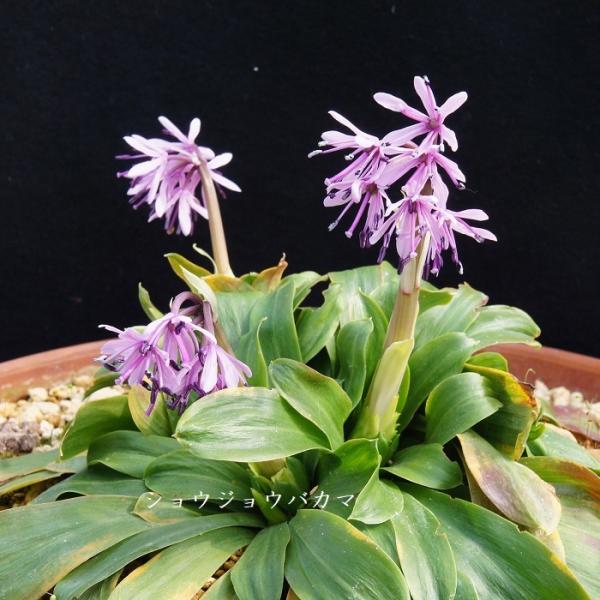 全国の渓間や山林中に自生する学　名 ： Heloniopsis orientalis栽培のポイント※北海道で栽培した場合（通年温室内にて栽培しています）花　期 ： 4月草　丈 ： 10〜15cm日　照 ： 日当たり耐寒性 ： 強