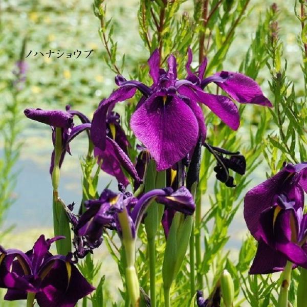 サロベツ原野産学　名 ： Iris ensata var. spontanea栽培のポイント※北海道で栽培した場合花　期 ： 6〜7月草　丈 ： 30〜40cm日　照 ： 日当たり耐寒性 ： 強※休眠期の発送の場合、地上部はございません。
