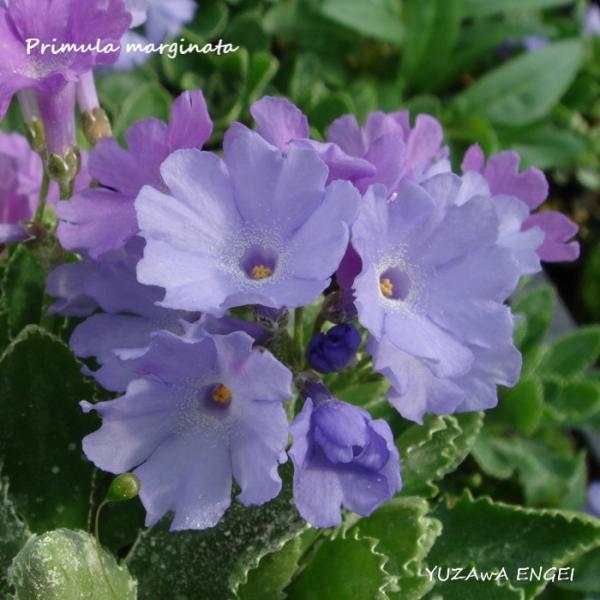 ヨーロッパアルプスの小型プリムラ。基準種。ノコギリ状の厚みのある葉には粉が多く乗っています。小さな花がロゼット状に咲き、花は透けるような藤色。学　名 ： Primula marginata栽培のポイント※北海道で栽培した場合花　期 ： 3月...