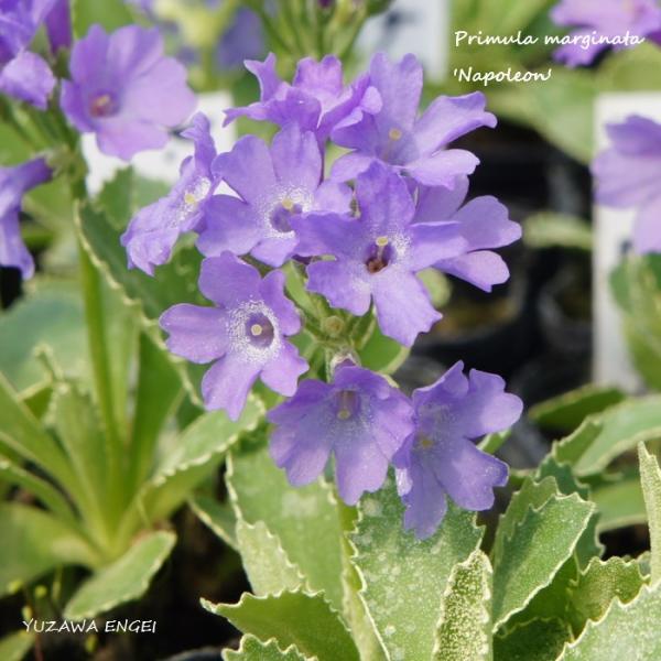 ［山野草］プリムラ・マルギナータ「ナポレオン」青色を感じる品種で小輪だがなかなかの逸品学　名 ： Primula marginata 'Napoleon'栽培のポイント※北海道で栽培した場合（通年温室内にて栽培しています）花　期 ： 3月草...