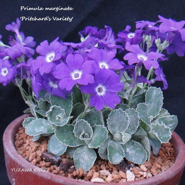 藤紫色、小型学　名 ： Primula marginata 'Pritchard’s Variety'栽培のポイント※北海道で栽培した場合（通年温室内にて栽培しています）花　期 ： 3月草　丈 ： 2〜5cm日　照 ： 日陰耐寒性 ： 強