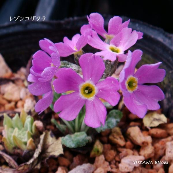 礼文島産学　名 ： Primula modesta var.matsumurae栽培のポイント※北海道で栽培した場合（通年温室内にて栽培しています）花　期 ： 4月草　丈 ： 3〜5cm日　照 ： 日当たり耐寒性 ： 強※休眠期の発送の場合...